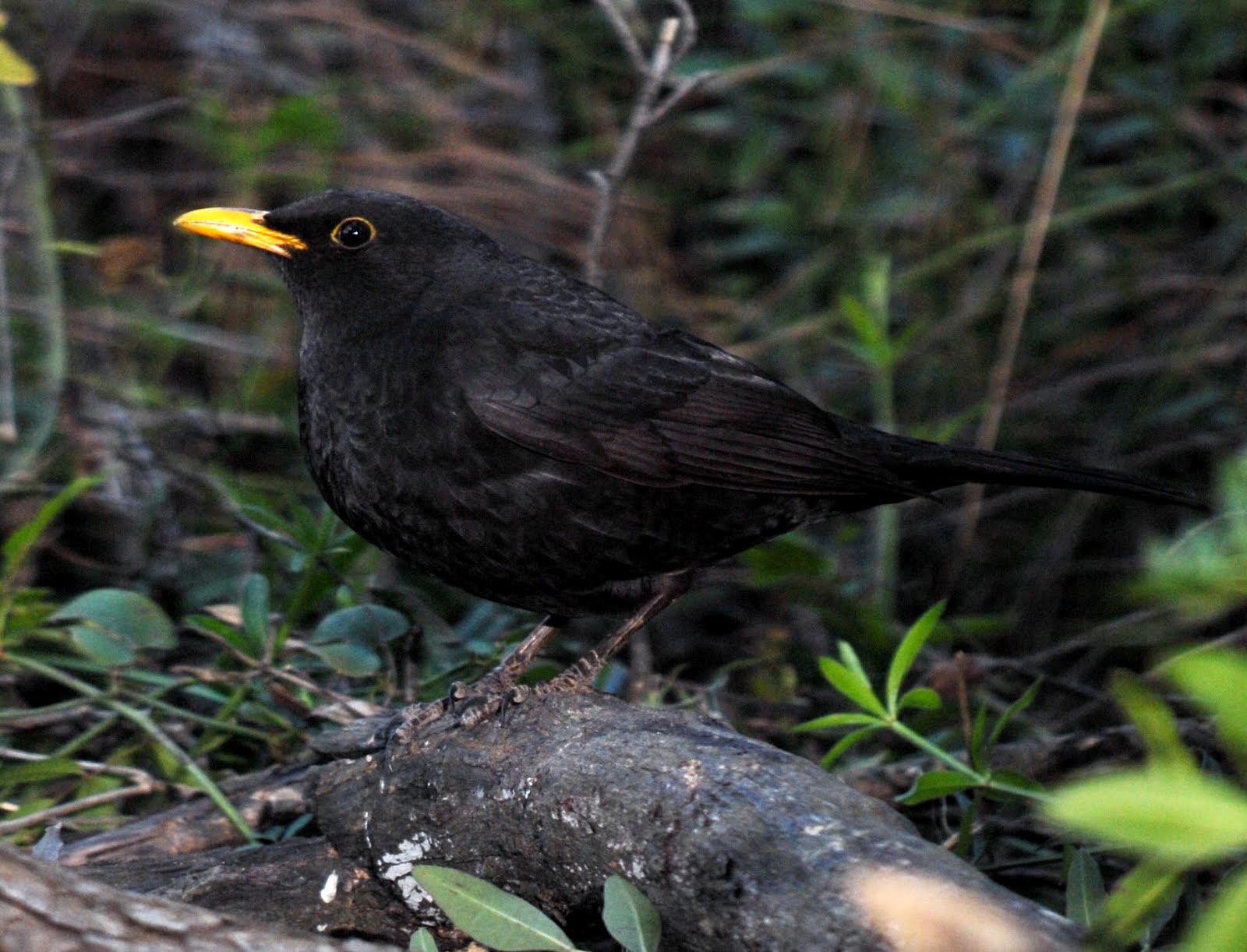 Golbes racó del naturalista: OCELLS DE LES NOSTRES MUNTANYES