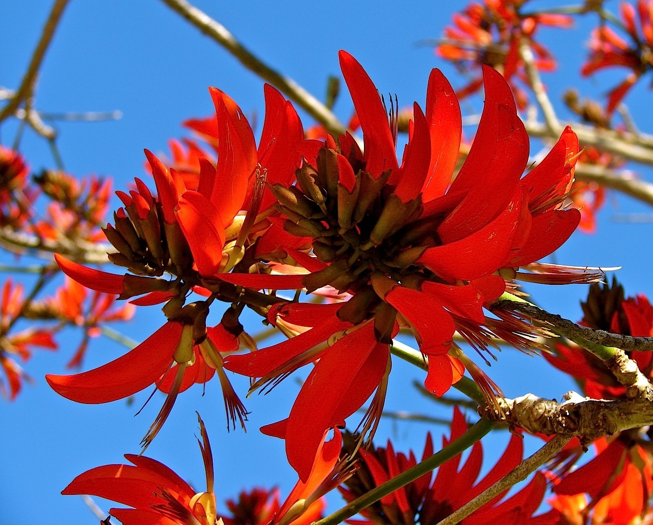 Shade Hopping: Flame Trees on a Winter Afternoon