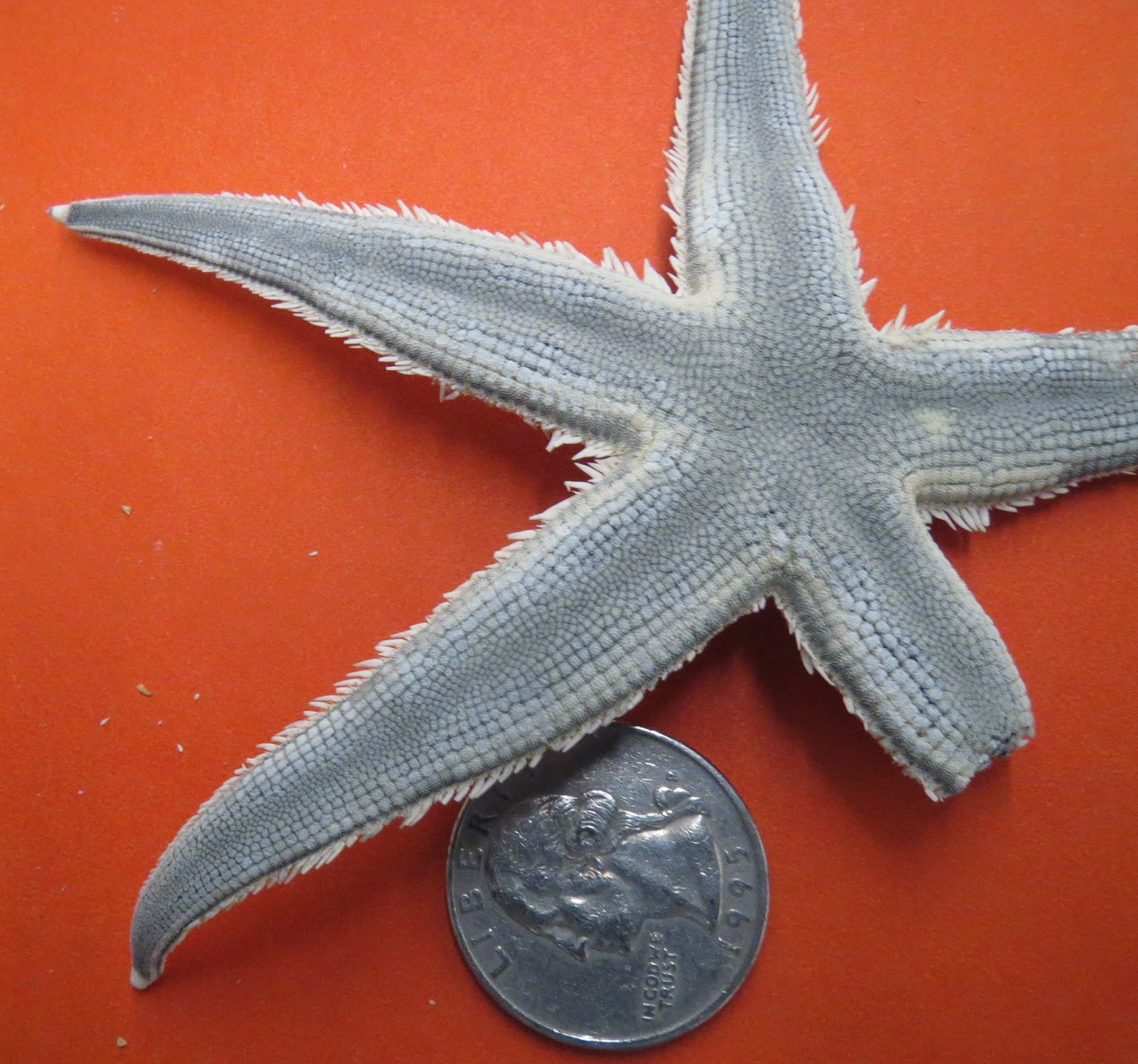The Echinoblog: Learning about Luidia! 5 Things about The OTHER Sand Star!