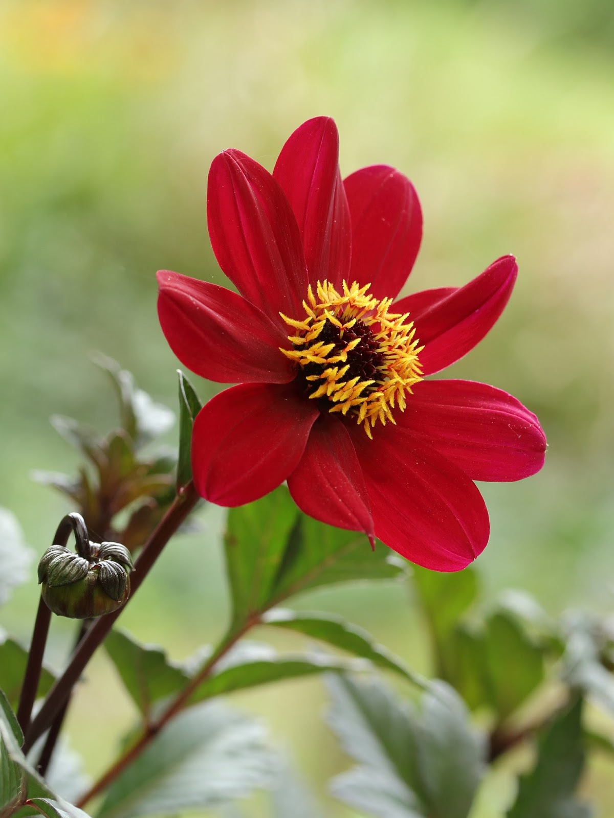 I Need New Things: Dahlia The Beauty