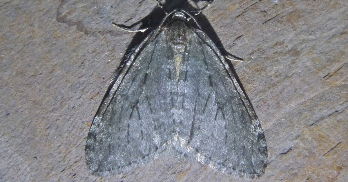 Northwest Norfolk Naturalists: November Moth, Bordered Sallow and The ...