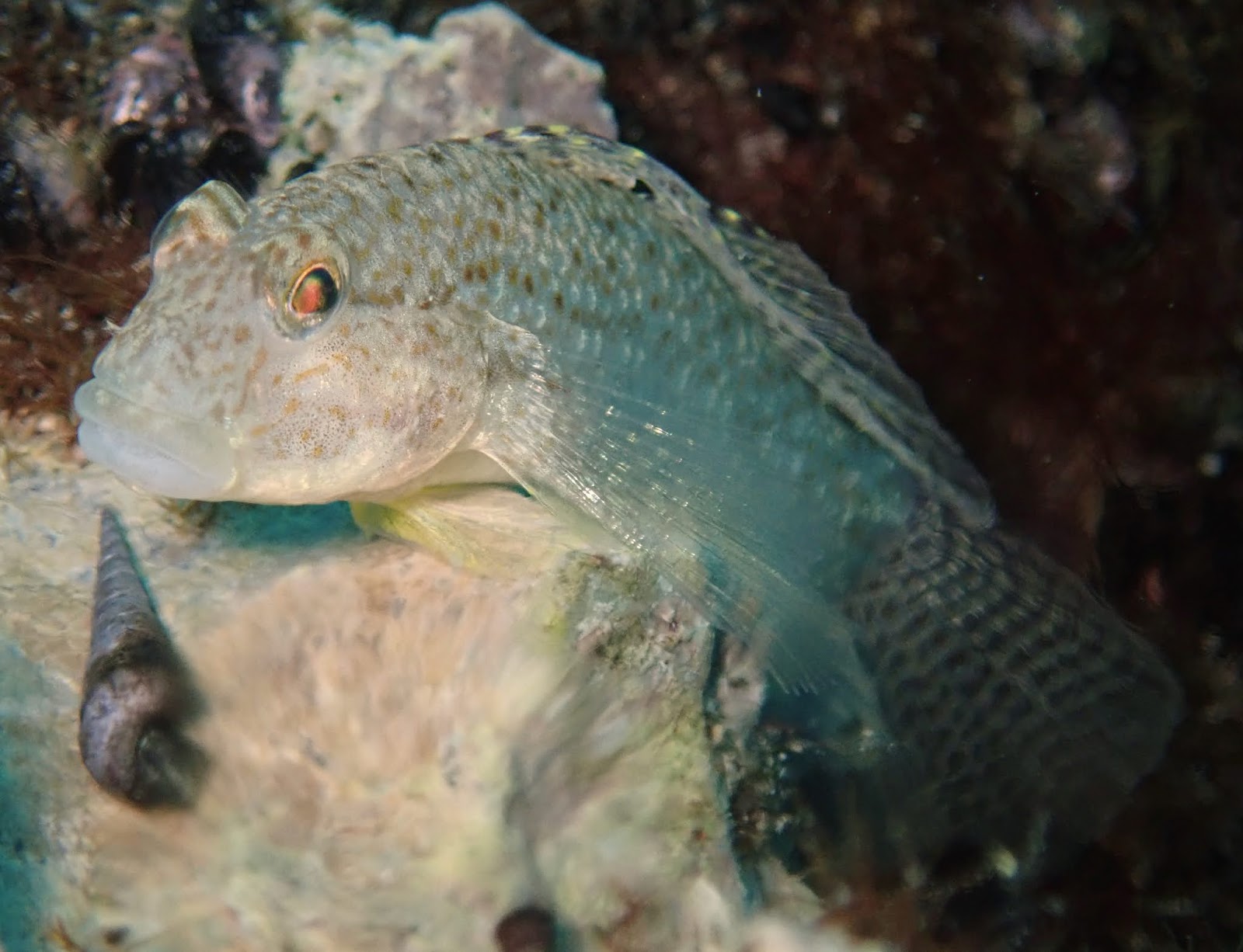Barracuda Lake - Coron Island, Philippines