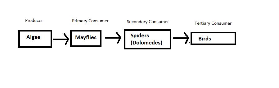 SWC Nose Hill Ecology: 'Not so Obvious Pond Creatures' by Richard and ...
