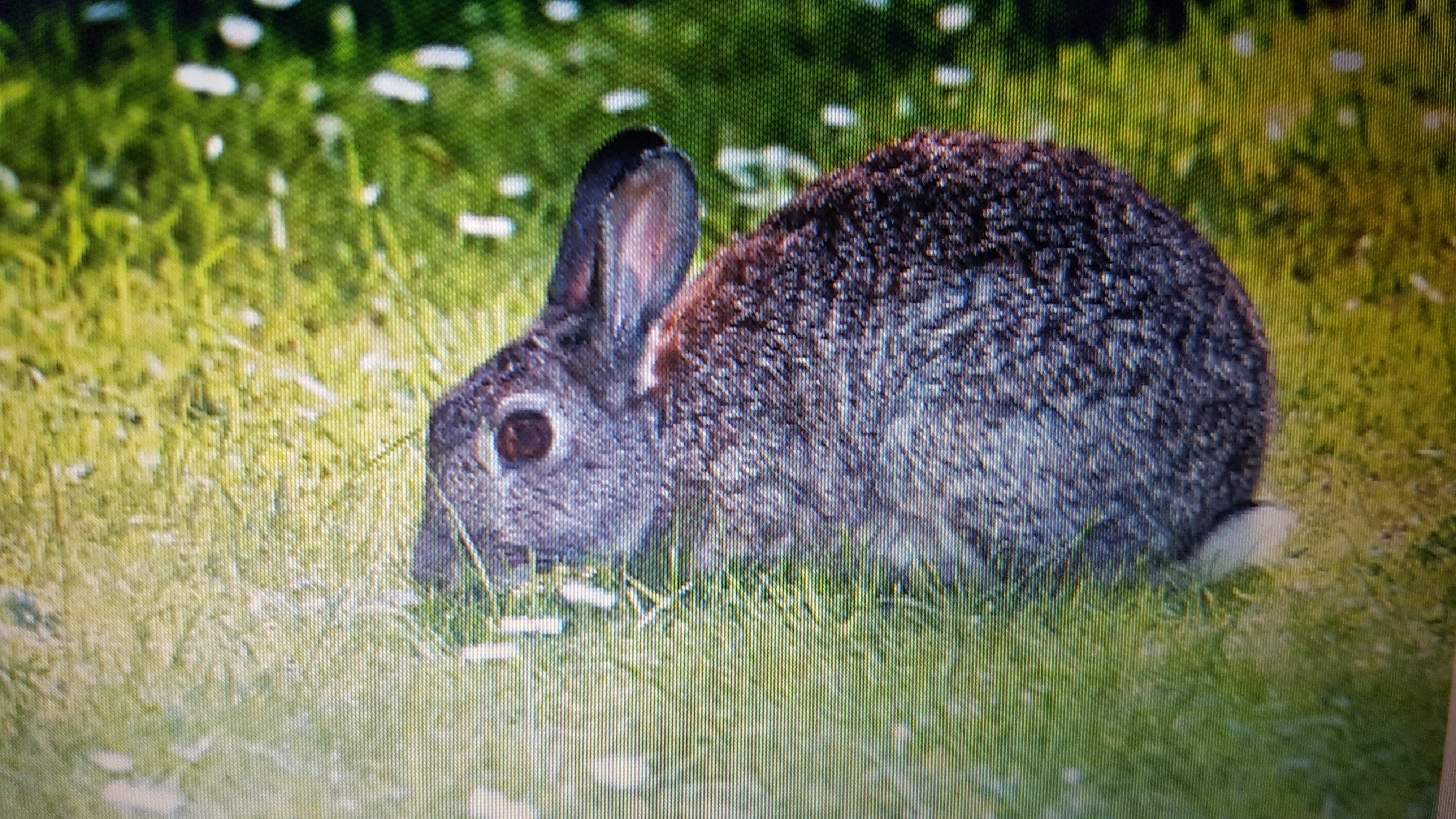 Die Welt ist bunt!: Das Häschen