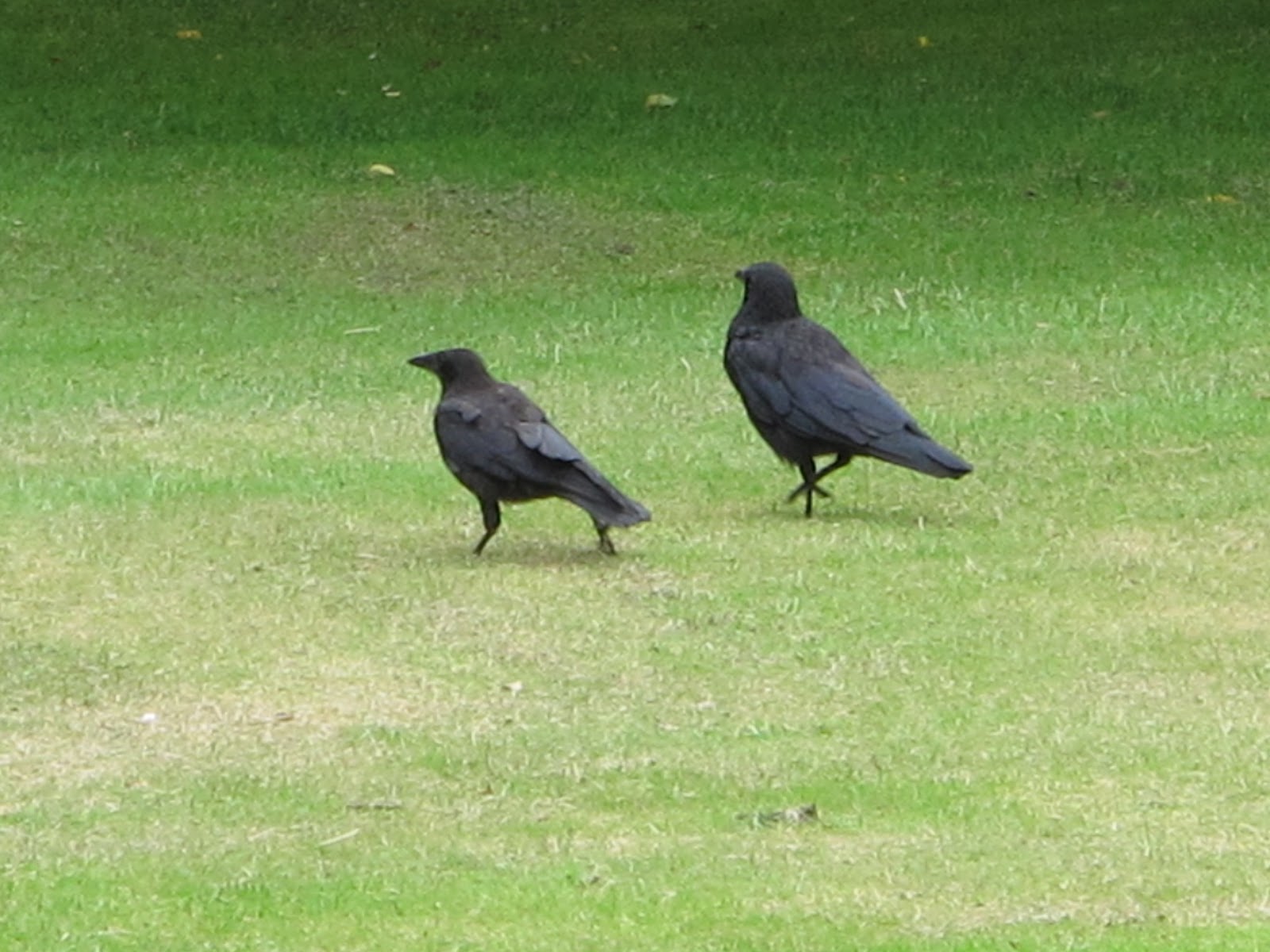 The Rattling Crow: Watch and learn