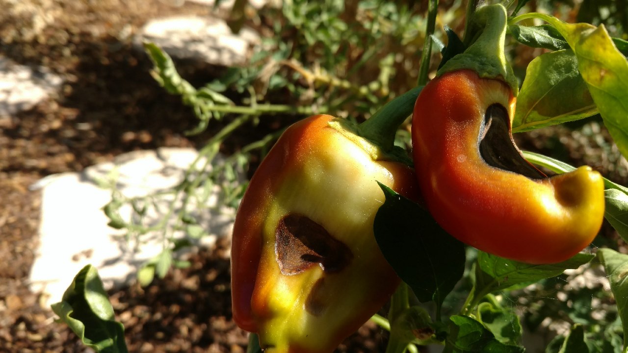 What's causing those brown spots on my peppers?