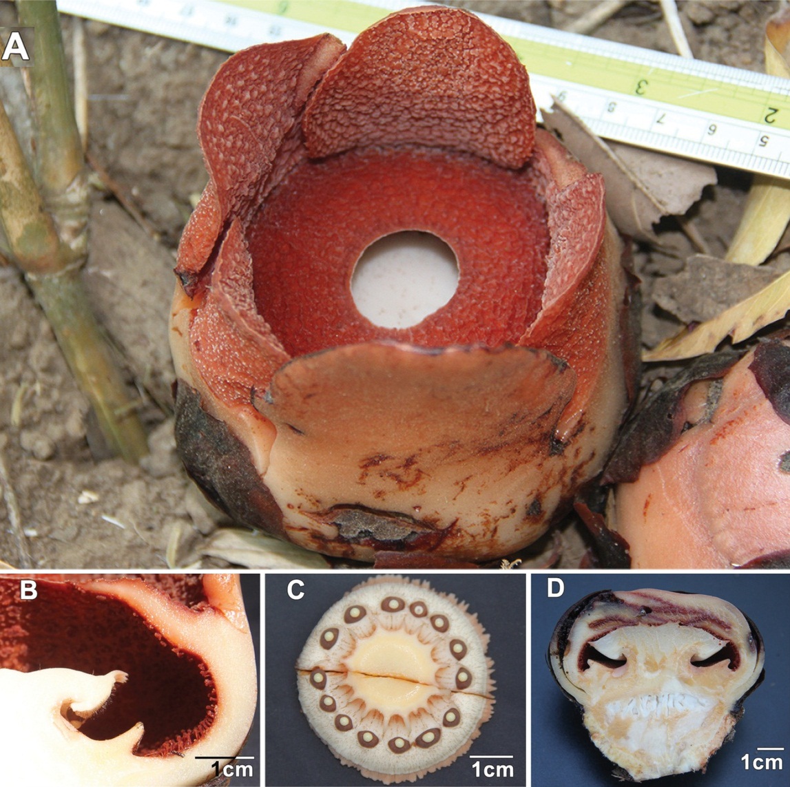 Species New to Science: February 2016
