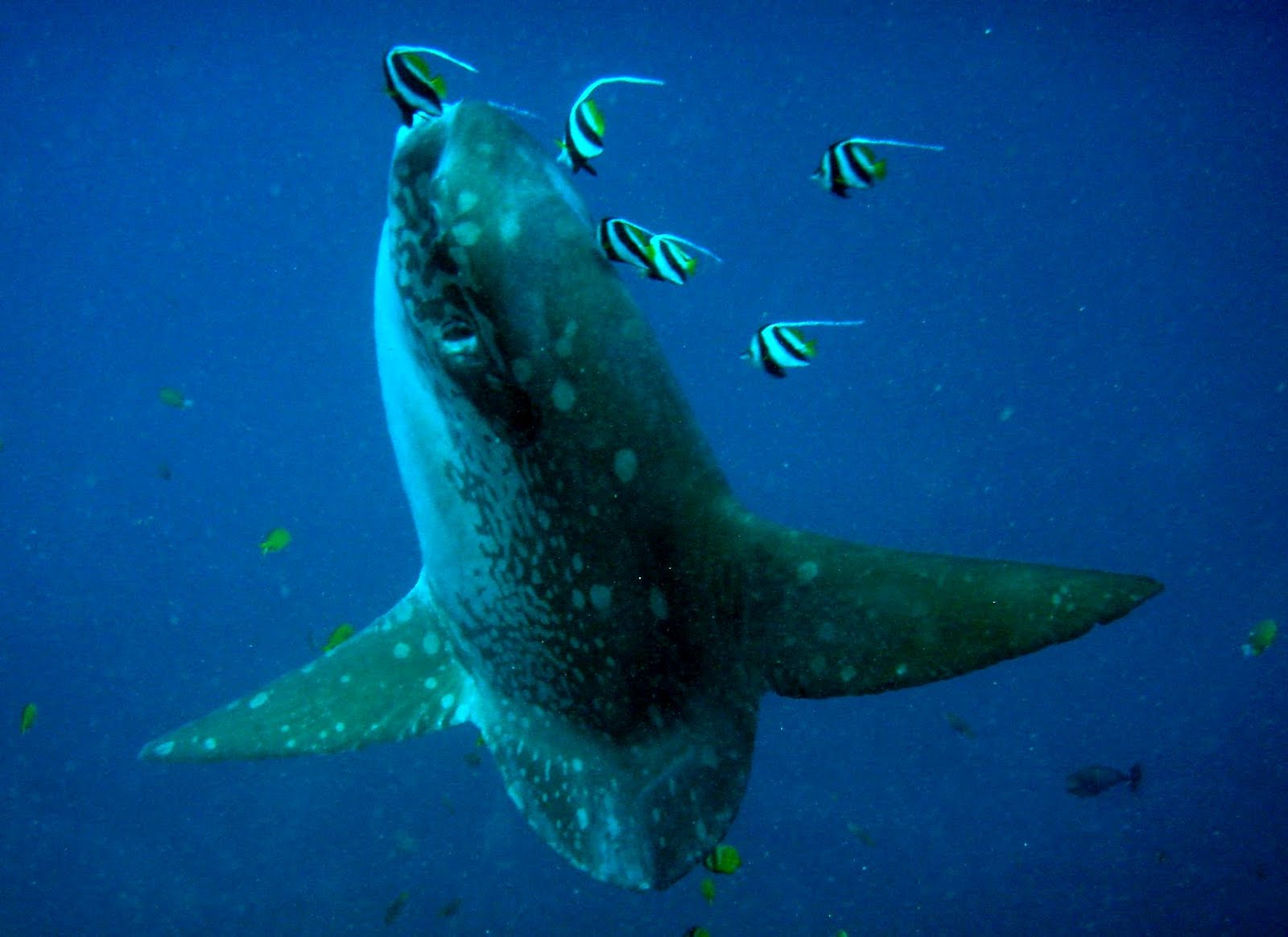 AMED SCUBA BALI DIVING CENTER # FOR THE LOVE OF DIVING: Mondfisch ...