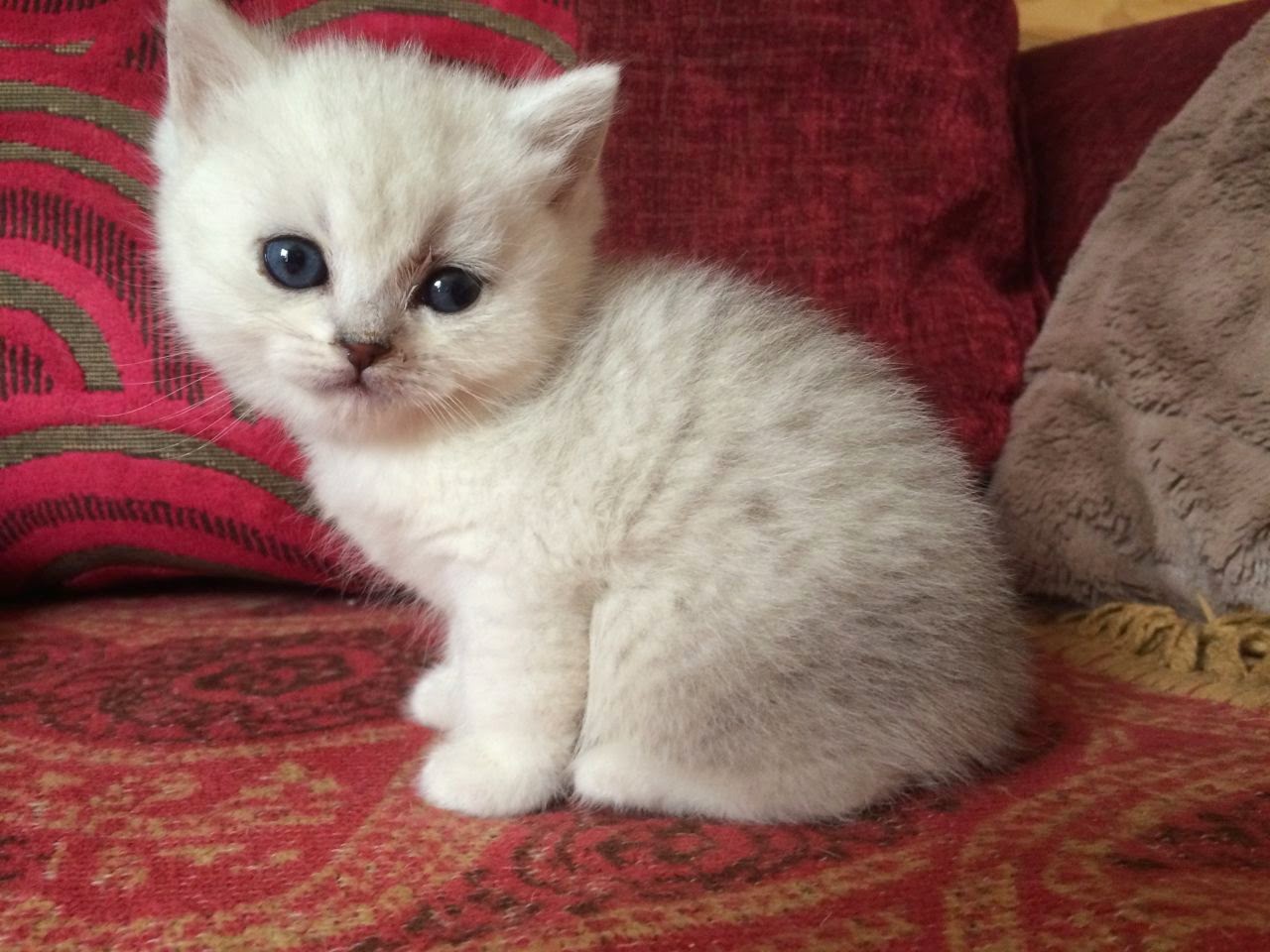 Kuwait Cats and Kittens For Sale Email Us at (fatialima01@gmail.com)