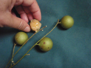 BOATBUMMS LOG: Tropical Fruits