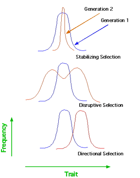 Bio(:: Describe the three types of selection: directional, stabilizing ...