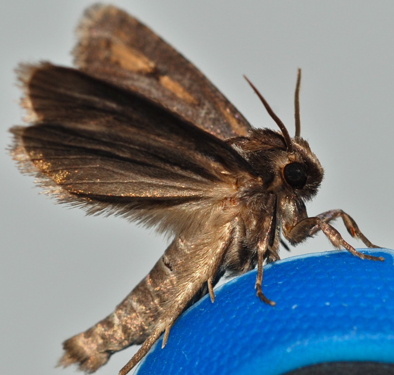 Bosque despierto: Polilla del trébol rojo