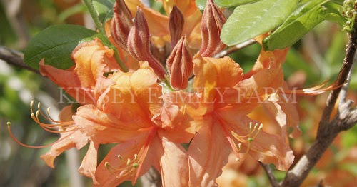 MelissaKnits: Orange Azalea