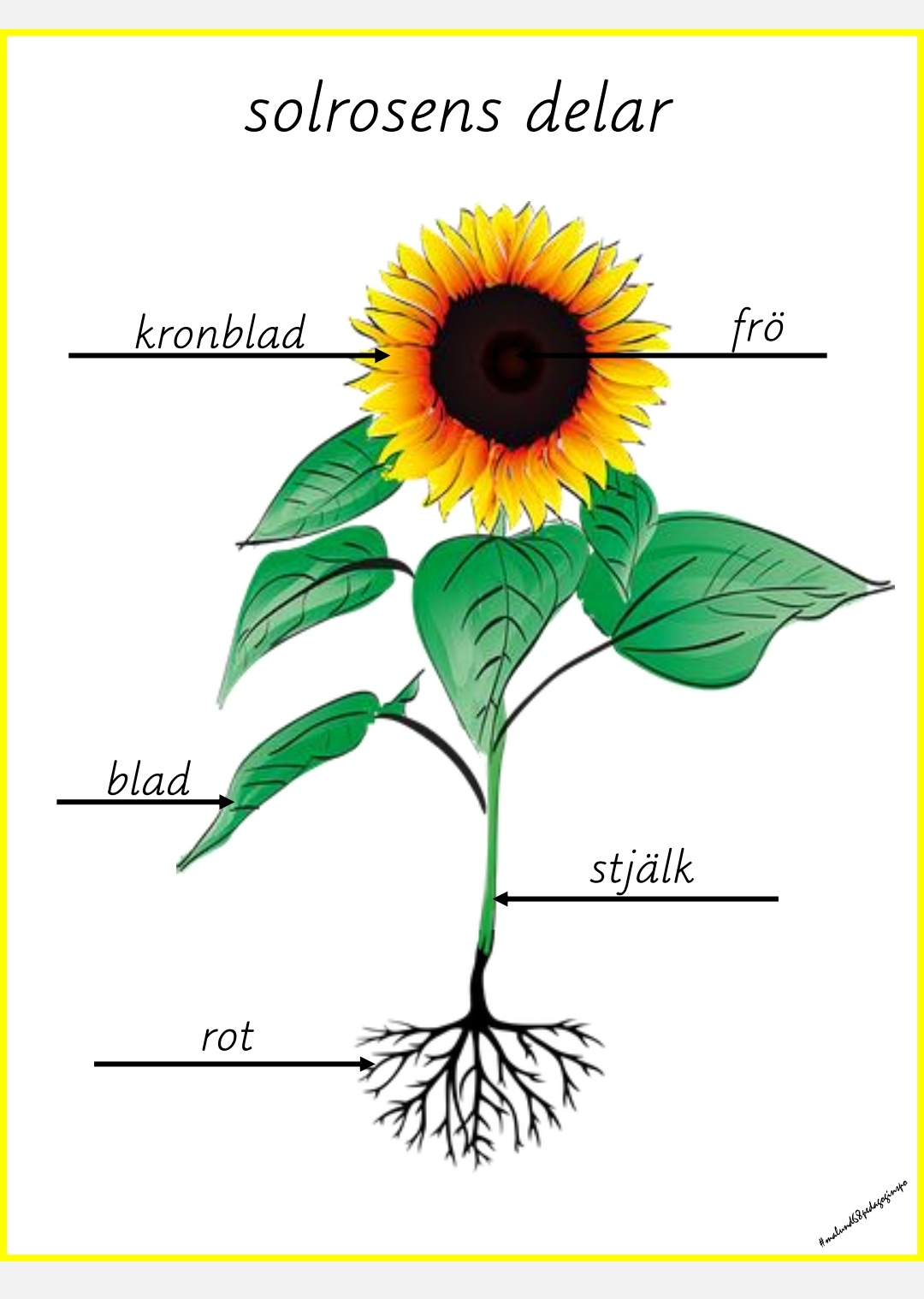 Min blogg om allt mellan himmel och jord: Solrosens delar på A4