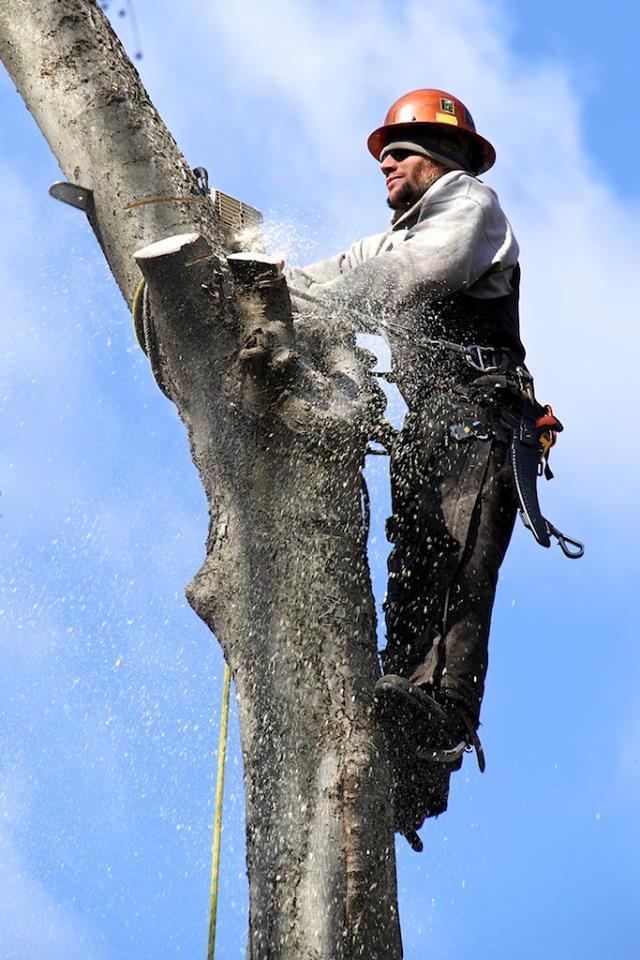 MEC&F Expert Engineers : OSHA opens investigation into death of tree ...