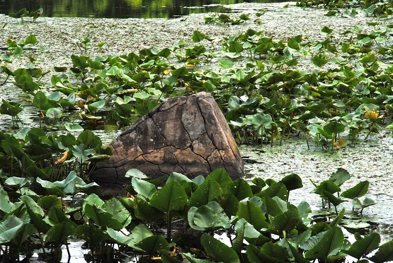 Southeastern PA Hiking: Lake Towhee County Park