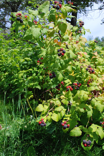 Ferme du Sault: Framboisier Jewel