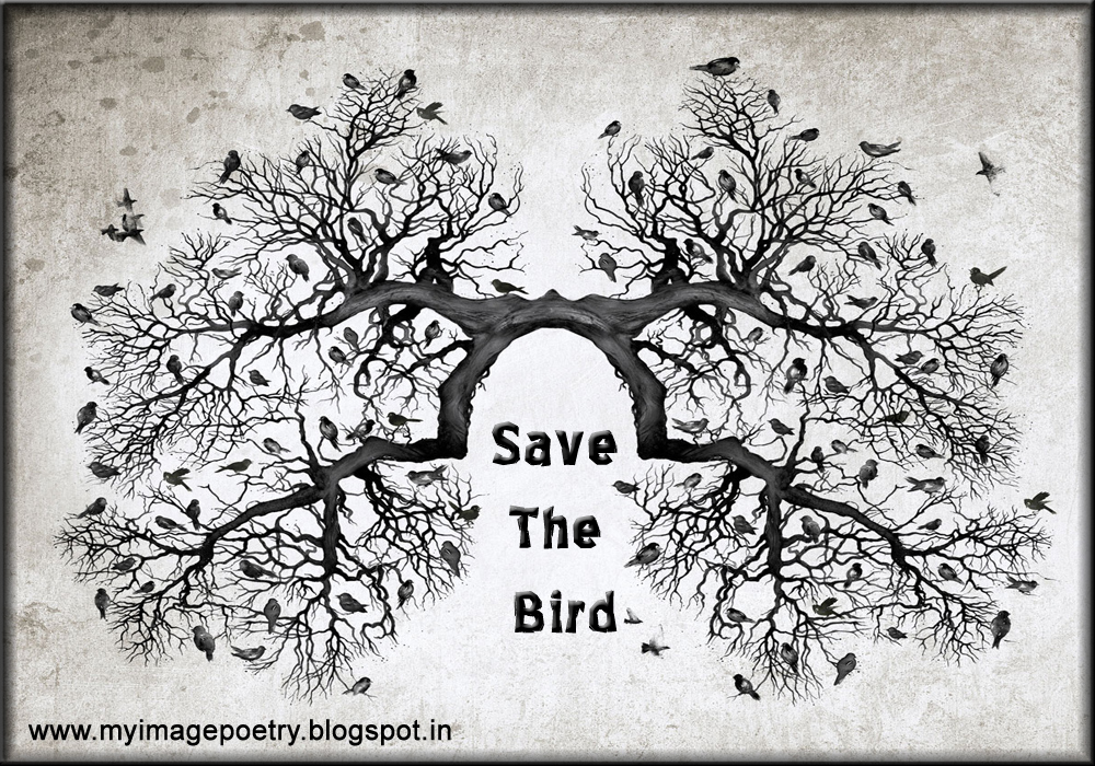 Image Poetry: Save The Bird Poster