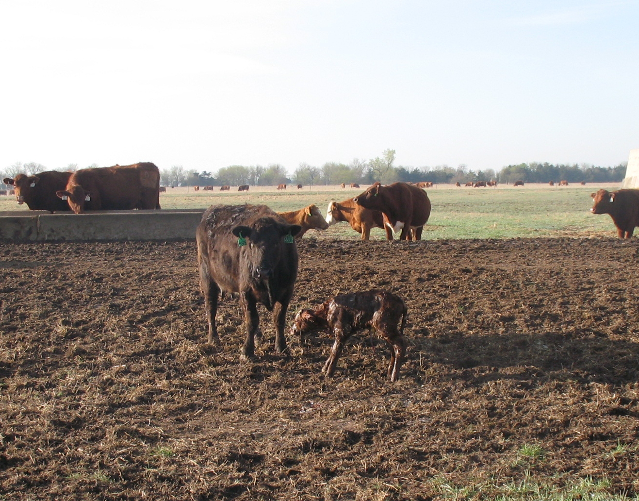 The Ninth Year...: Beef Cattle Calving in Clay Center, Nebraska