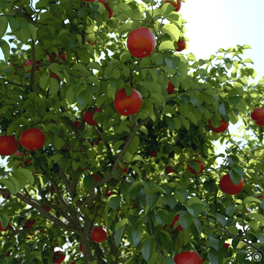 Evermotion Archmodels 163 - Tree collection | Computer Graphics Daily News