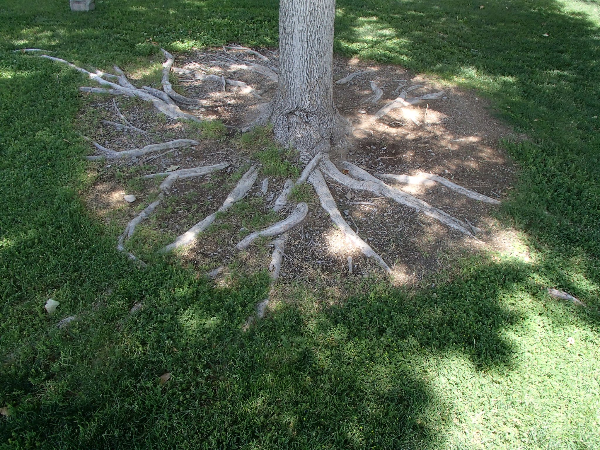 Xtremehorticulture of the Desert: Use Xeric Plants, Not Many and Select ...