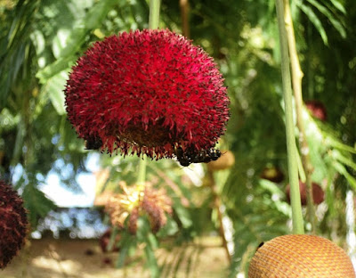 Fernanda Figueiredo: Fava-de-bolota