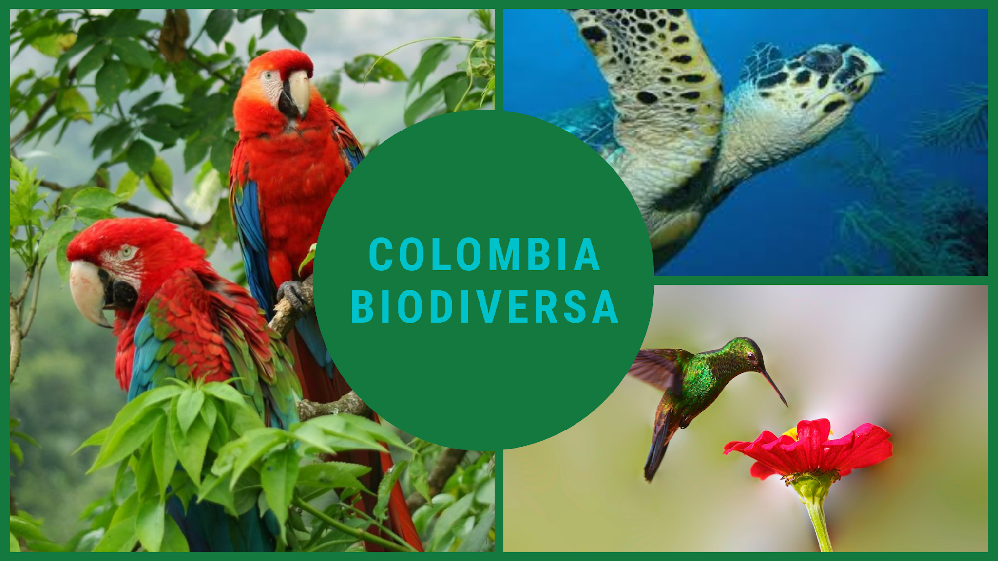 PRESERVACIÓN DE LA BIODIVERSIDAD COLOMBIANA: PROTECCIÓN DE LA FLORA Y FAUNA COLOMBIANA