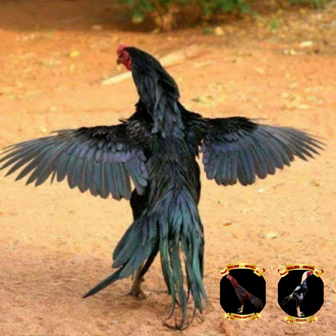 தமிழ்நாட்டின் சேவல் சண்டை, அதன் வகைகள் Tamil nadu seval sandai and it's ...