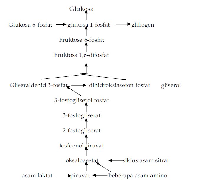 Ellysa Love Biology: Metabolisme Tubuh (Metabolisme Makromolekuler)