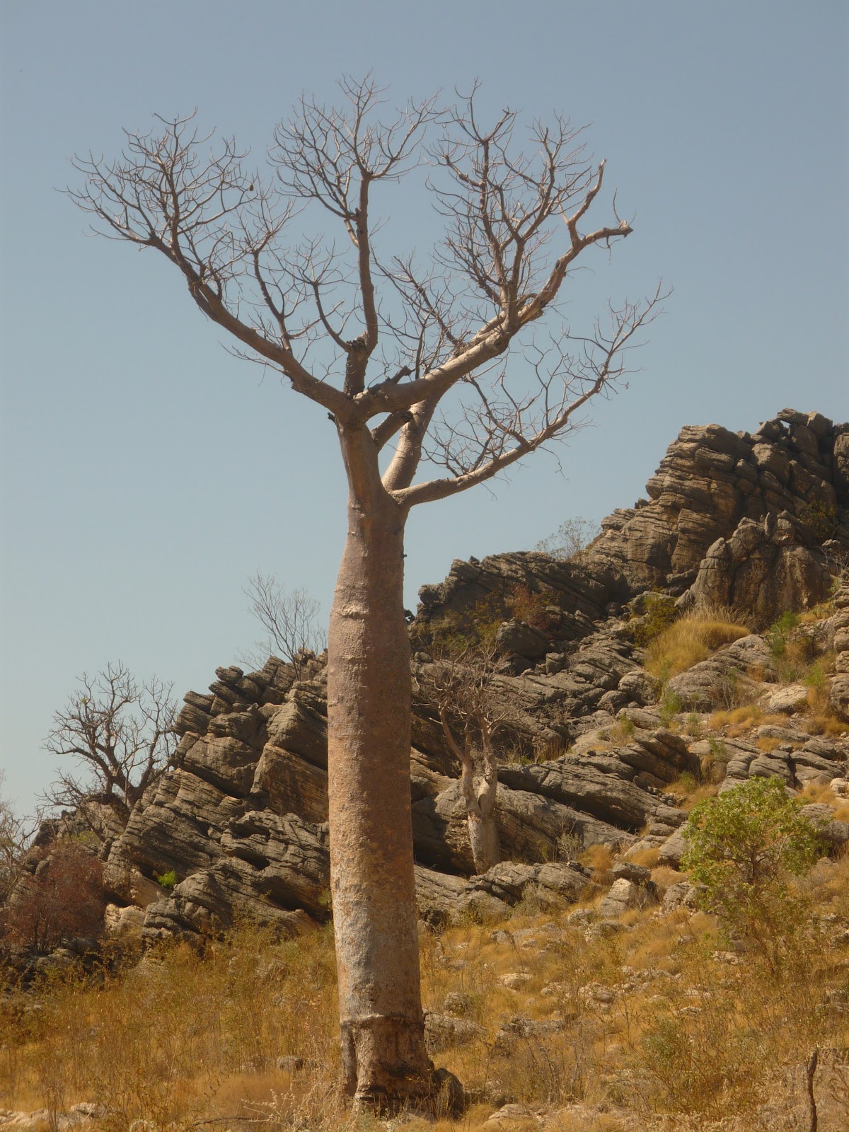 Travel Our Planet: The Unique Boab Trees of the Kimberley