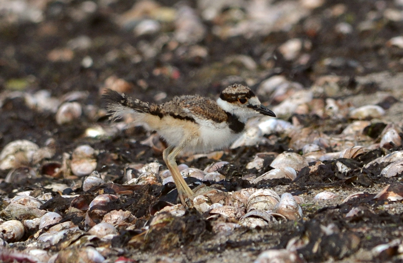 Woods Walks and Wildlife: Baby Killdeer, Baby Deer, and a Brown ...