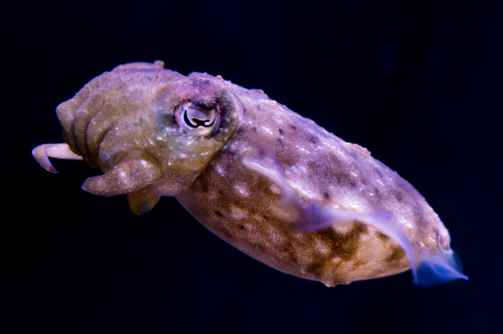 Dwarf Cuttlefish (Sepia bandensis) | Sciphotos