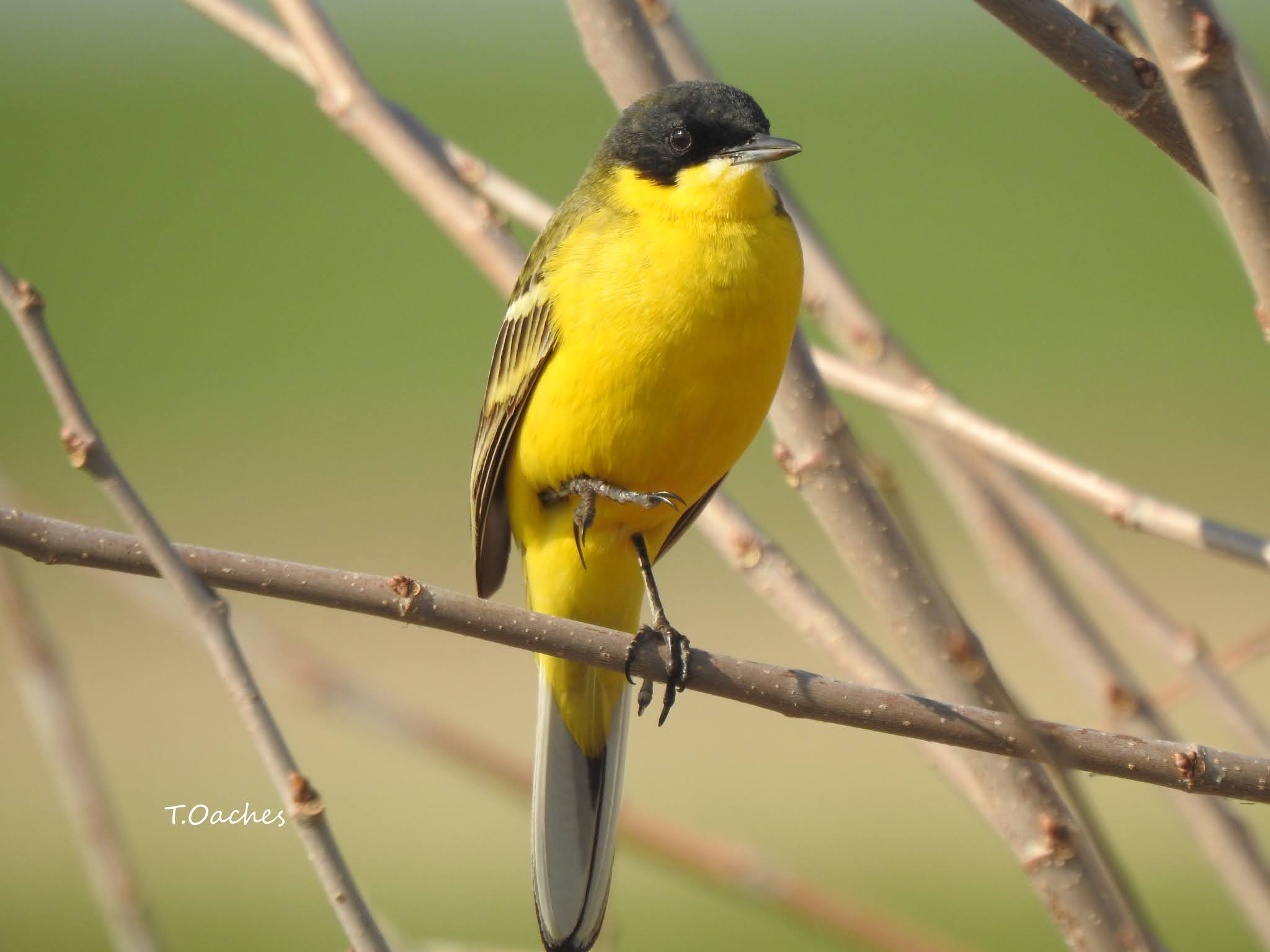 PASARI DIN ROMANIA: CODOBATURA GALBENA CU CAP NEGRU, Motacilla (flava ...
