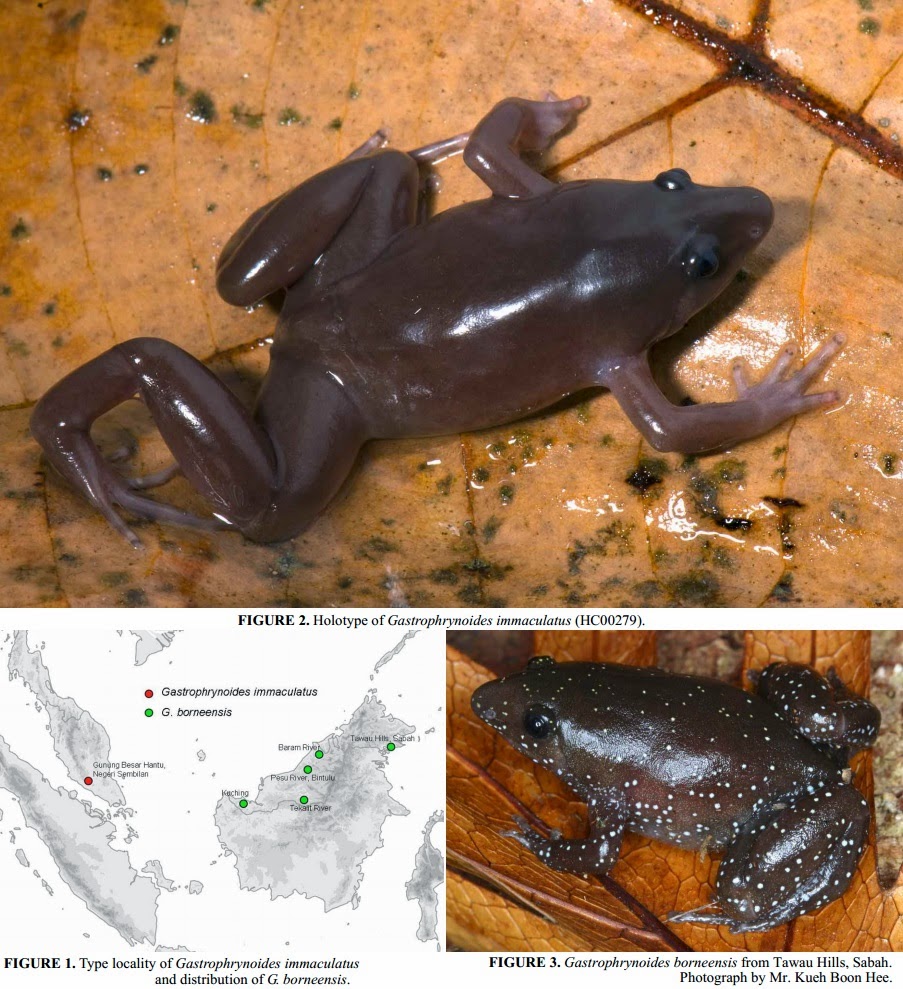 Art & Collectibles Felting Kiwi the Toad Pal Fiber Arts etna.com.pe