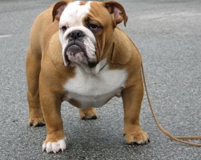 Men's Corner: The strongest dogs in the world