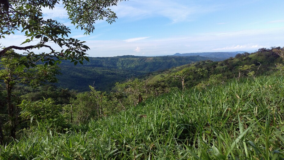 Pasto Brachiaria Decumbens