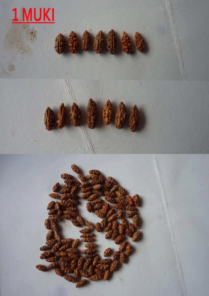 JAVA RUDRAKSHA GANITRI JENITRI INDONESIA SHOP In JAKARTA: RUDRAKSHA ...