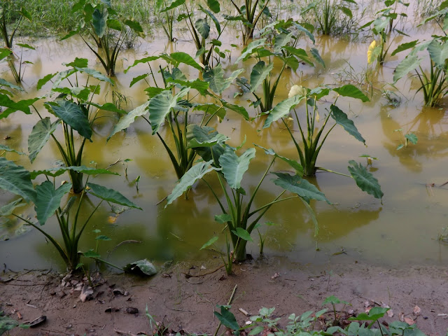 Kochu or Taro, Colocasia esculenta