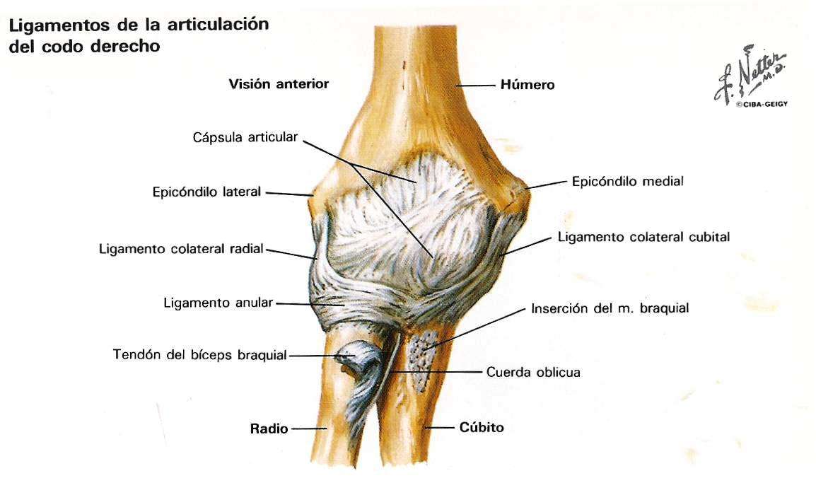 Biomecanica Biomecanica Del Codo