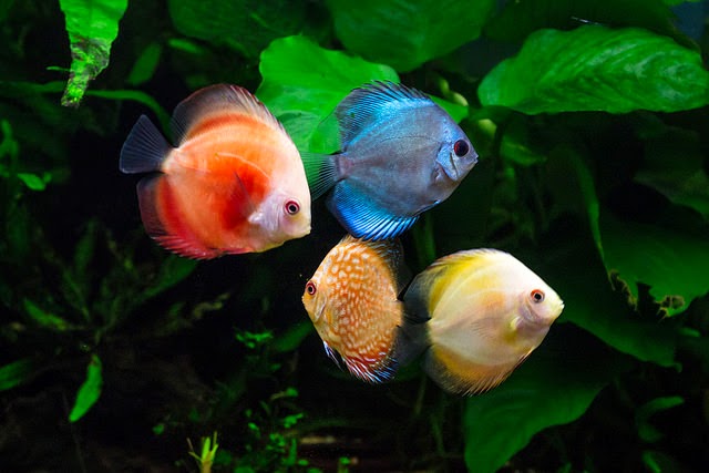 Mengenal Penyakit Ikan Discus - Ikan Hias Air Tawar