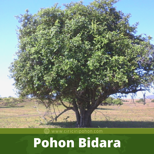 Mengenal Karakteristik dan Ciri-Ciri Bibit Pohon Bidara - Ciriciripohon.com