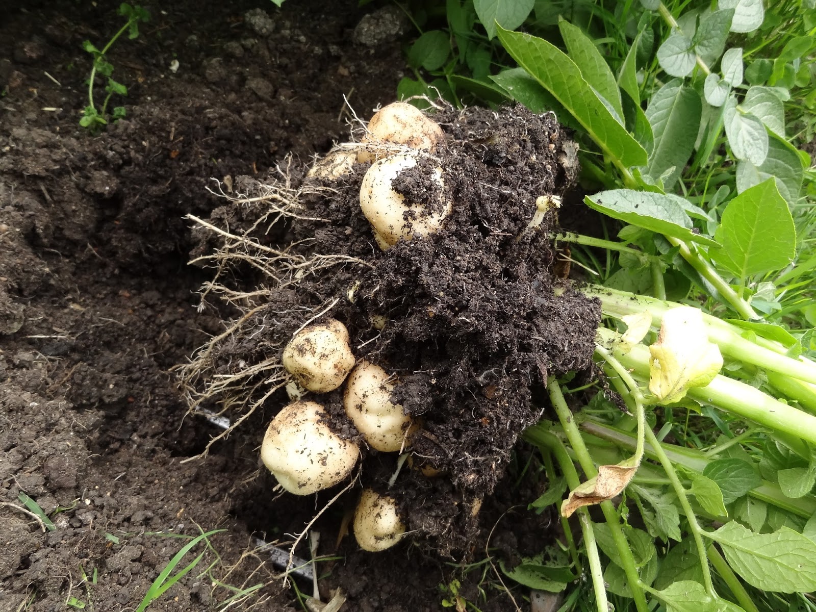 Down on the Allotment: First New Potatoes