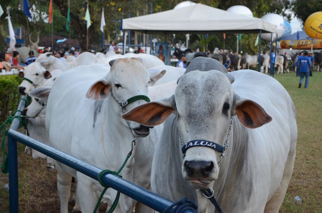 Festa do Boi acontece de forma virtual - CIDADE DO SAL