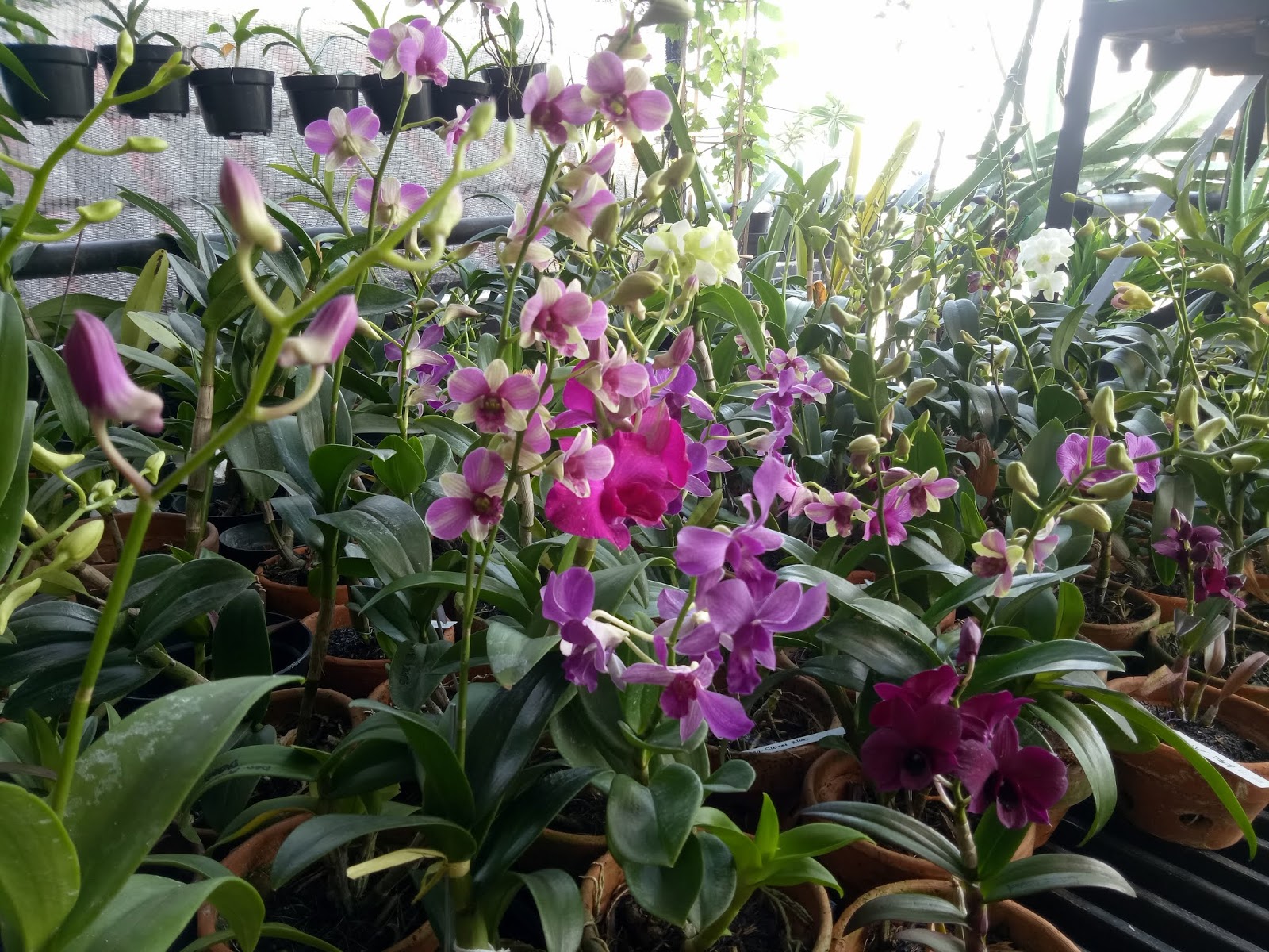 Paling Populer 28+ Bunga Anggrek Di Pot - Gambar Bunga Indah