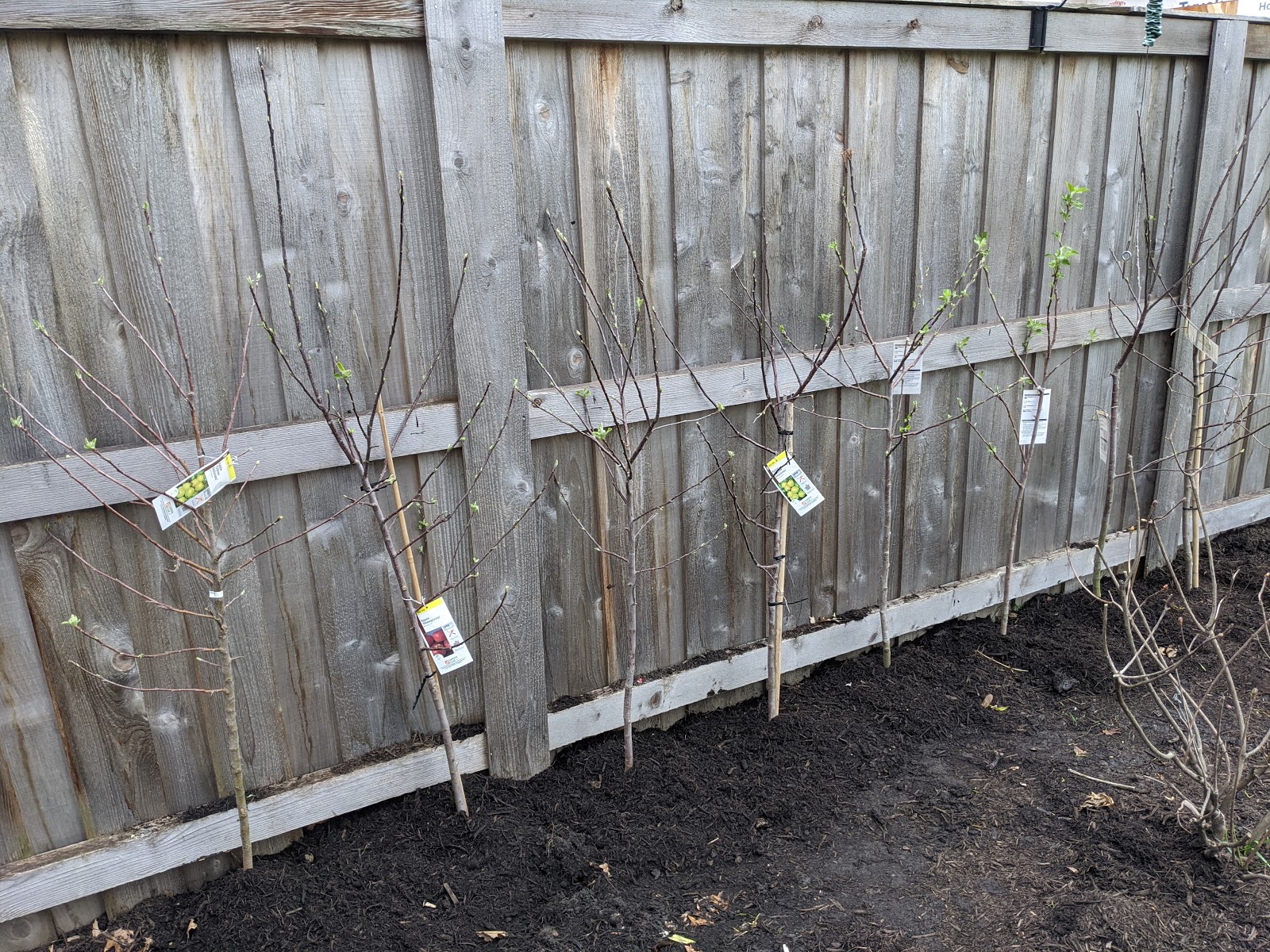 Apple Tree Belgian Fence Espalier Planted - May 2020