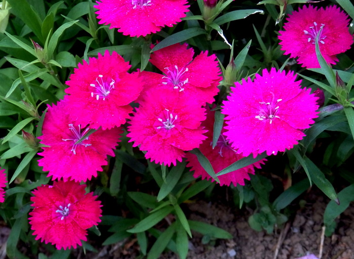 Clavelinas para todos los gustos