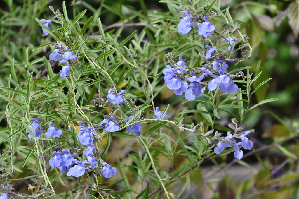 Salvia azurea - Blue sage - Prairie sage care and culture | Travaldo's blog
