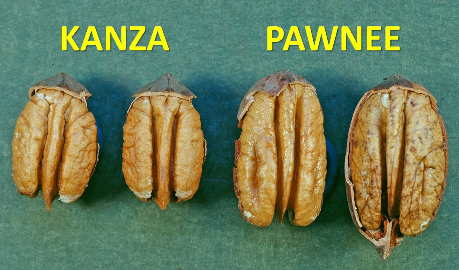 Northern Pecans: In the eye of the beholder: Kanza and Pawnee