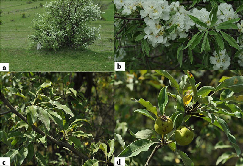 Всё о бегониях и не только...: Груша грузинская (Pyrus georgica, =Pyrus ...