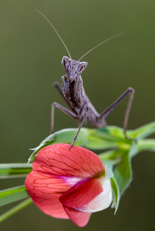 Hacia un lugar salvaje: Mantidos